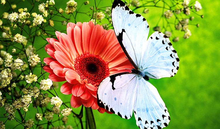 Fakte interesante dhe ndoshta të panjohura për fluturat, këto krijesa ...